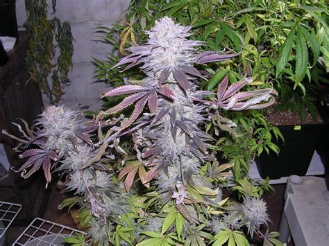Purple Red And Green Weed A Guide To Your Bud Colors Using Ph To
