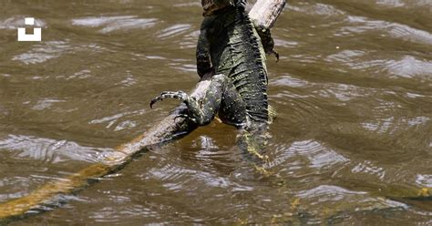 A Crocodile In The Water Photo Free Water Dragons Image On Unsplash