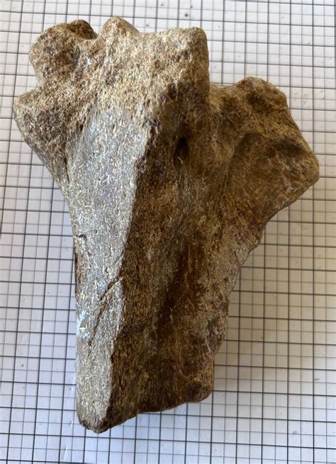 help identify unknown fossil fossil id the fossil forum