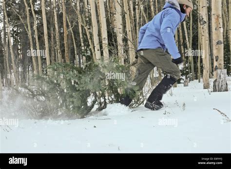 Man Dragging Christmas Tree In Snow Stock Photo Alamy