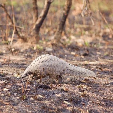 Ground Pangolin Welcome To Zambia