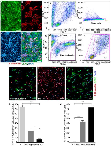 Differentiating Neural Stem Cell Progeny Cell Sorting Strategy And