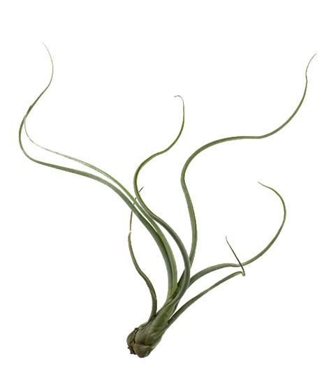 Tillandsia butzii – Webshop Terrafauna