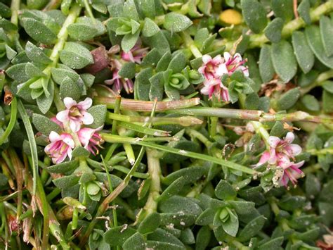 Lysimachia Maritima L Galasso Banfi And Soldano Glaux Maritima L