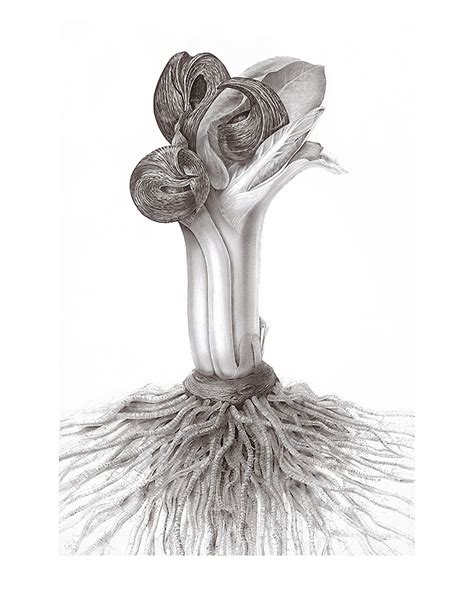 Sensitive Sketch At Explore Collection Of