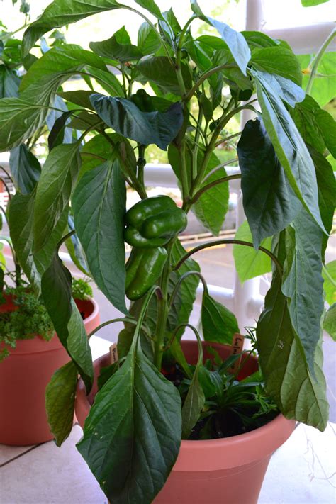 Container Gardening In Puerto Rico 2011