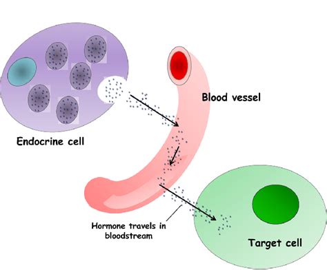 Hormone Target Cell Endocrine System Quiz Gcse Biology Aqa Higher