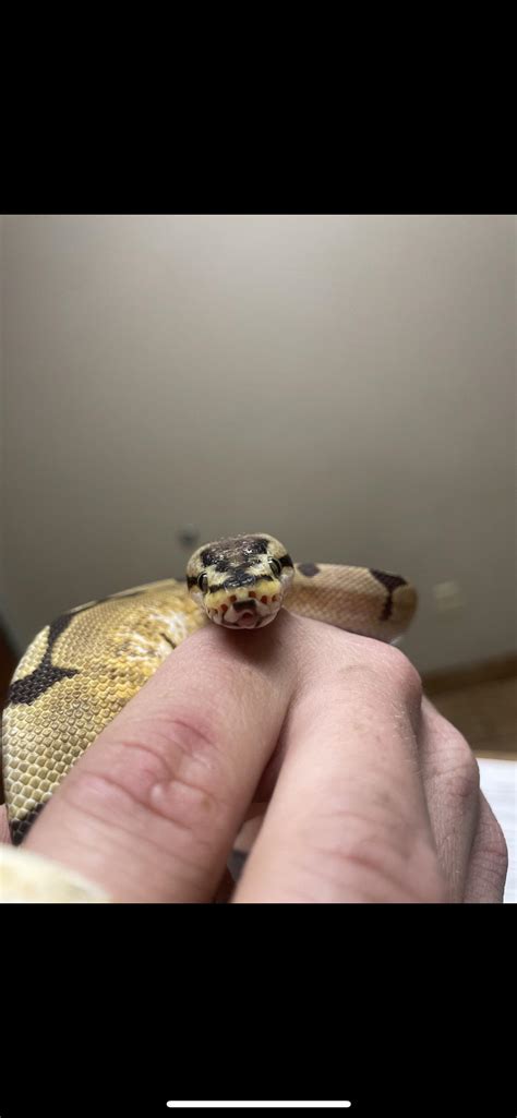 Booooop Rballpython