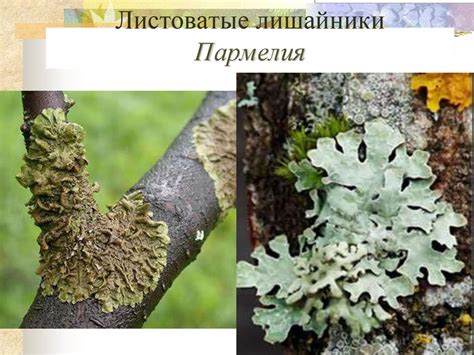 Лишайники. Строение, питание и особенности размножения лишайников ...