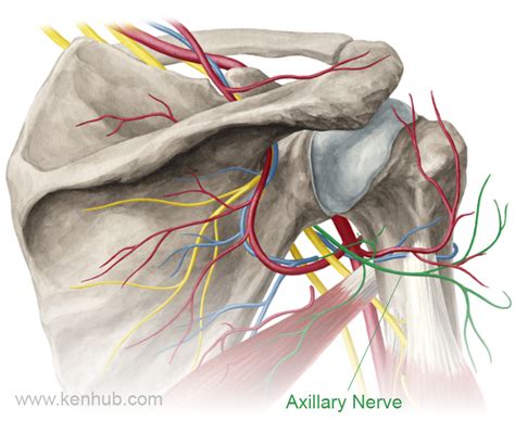 Anterior Shoulder Dislocation Axillary Nerve