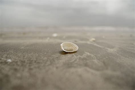 Animal Shell Shell Seashell Money Surface Level Textured Day