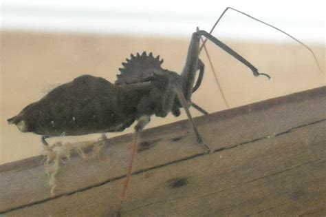 Do Wheel Bugs Bite Uncovering The Truth About These Insects Whats