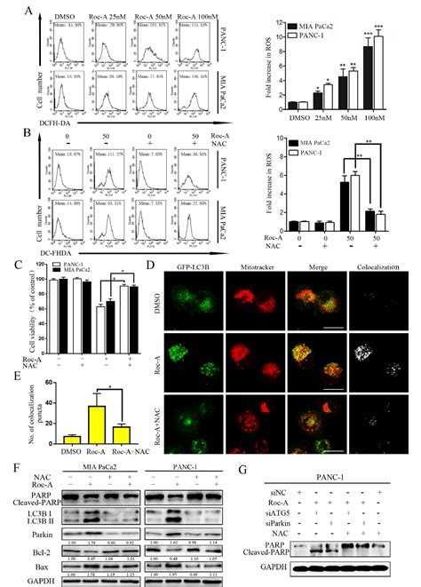 Figure From PINK Parkin Mediated Mitophagy Regulation By Reactive Oxygen Species Alleviates