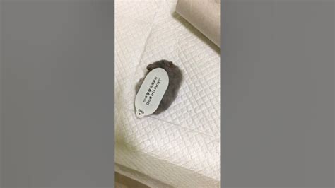 미안해 근데 너무 귀여운걸 어떡해ㅡㅡ ️ Youtube