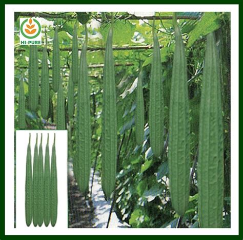 Benih Bibit Biji Oyong Gambas Hibrida Jaka F1 Tipe Merambat Isi 20 Butir Benih Cap Mutiara