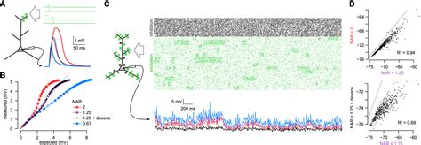 Global And Multiplexed Dendritic Computations Under In Vivo Like Conditions Neuron