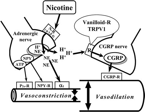 Proton Acts As A Neurotransmitter For Nicotine Induced Adrenergic And