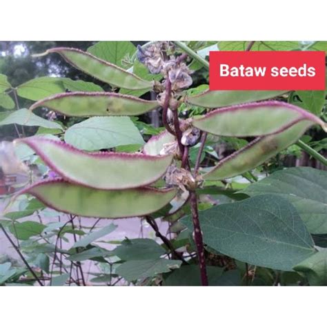 Bataw Seeds For 10 Pesos Only Shopee Philippines