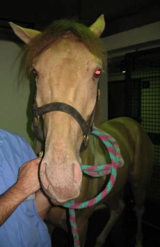 Lam Neuro Flashcards Quizlet