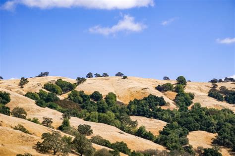 헨리 W Coe 공원 주립 공원 캘리포니아주 샌프란시스코 베이 에어리 어의 마른 잔디에서 덮힌 언덕 굽이치는 풍경에 대한 스톡 사진 및 기타 이미지 Istock