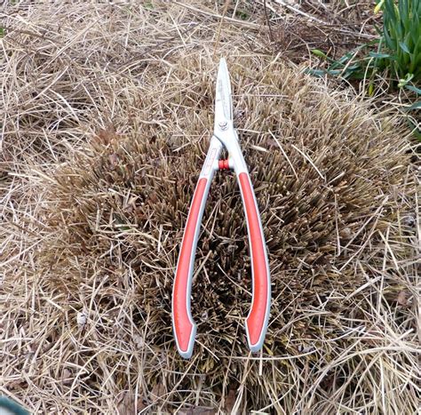 Tool I Use For Ornamental Grass Cutback Perennial Cutback Spring Or