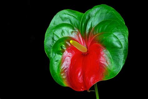 Anthurium Flower Red Green Flower Plant M Tech Gardens