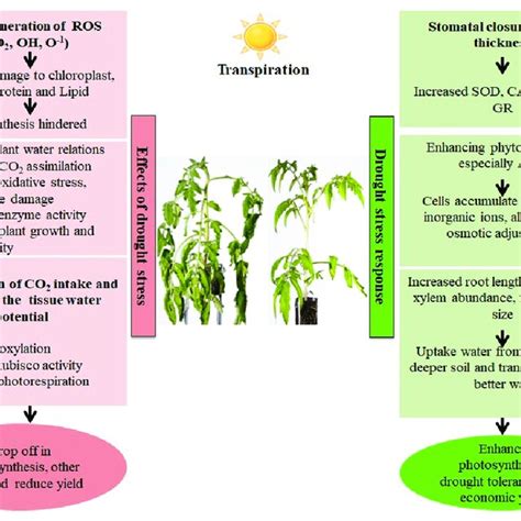 Effect and response of a plant in a drought stress environment. Drought... | Download Scientific ...