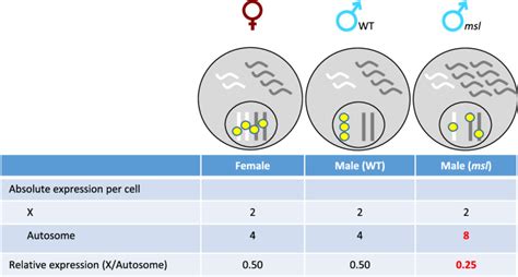 Distinguishing Between X Chromosome Dosage Compensation And Autosomal