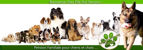Garde Chien En Famille Garde De Chiens