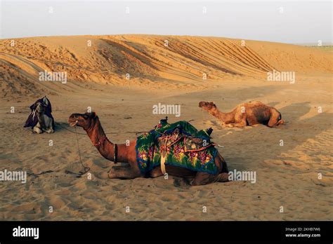 Thar Desert Rajasthan India Dromedary Dromedary Camels Arabian
