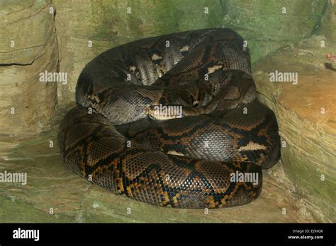 asiatic reticulated python broghammerus reticulatus malayopython