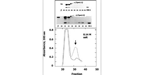 Biochemical Comparison Of Tpm1 1 α And Tpm2 2 β Tropomyosins From