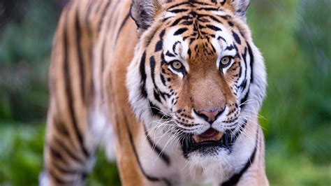 Tiger In The Wild Hd