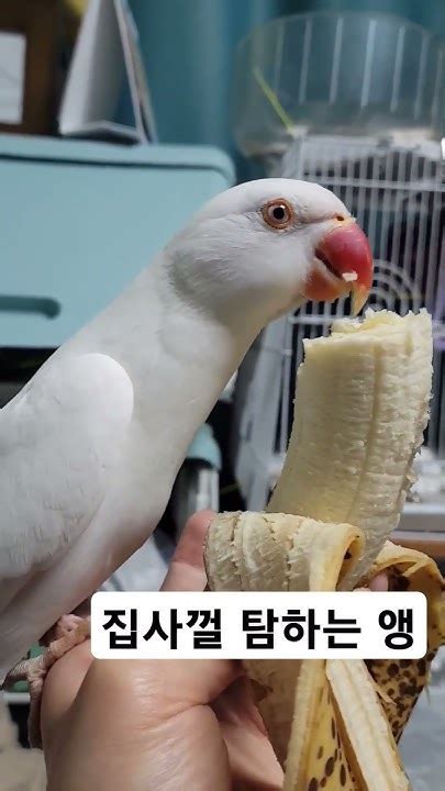 집사 바나나 탐하는 슈가~나눠먹자~앵무새 목도리앵무새 먹방 바나나 Parrot Birds Youtube