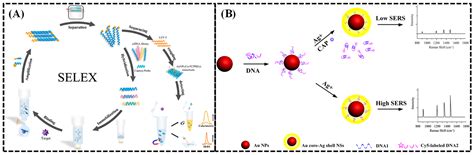 Research Progress In Small Molecule Detection Using Aptamer Based Sers