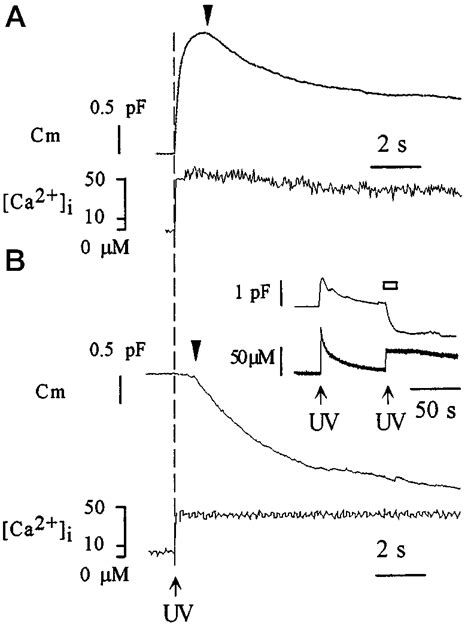 Capacitance Decreases Evoked By Ca 2 Jumps A A Capacitance Trace From
