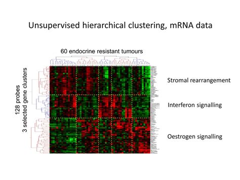molecular heterogeneity of endocrine resistance unsupervised