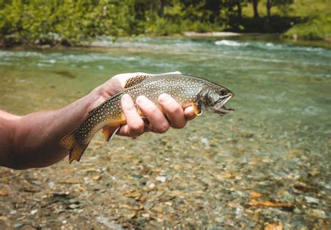 Bachsaibling Was Hat Der Fisch Zu Bieten Die Besten Angel Tipps