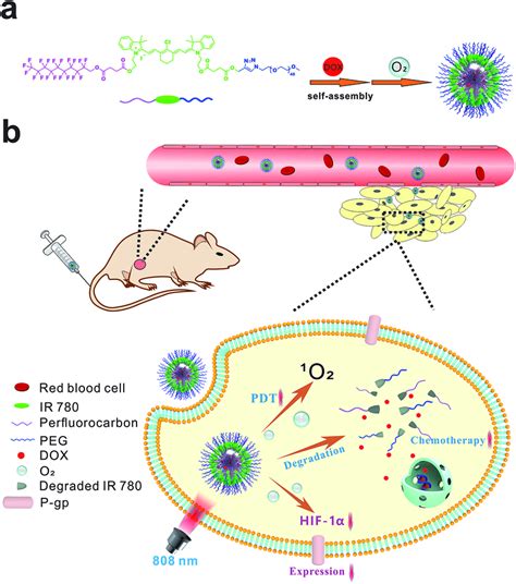 Schematic Illustration For The Fabrication Of F Dox Nanoparticles A Download Scientific