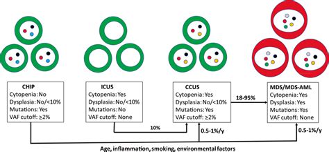 Clonal Cytopenias The Features Of Chip Icus Ccus And Mds Mds‐aml Download Scientific