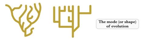 Macroevolution Flashcards Quizlet