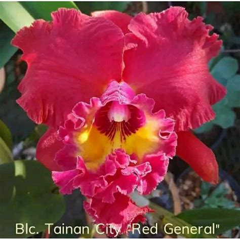 Jual Anggrek Cattleya Tainan City Red Ganeral Dewasa Spikepot Angrek Catleya Merah Tengah