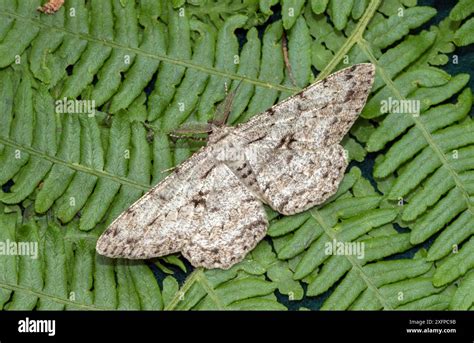 Great Oak Beauty Moth Hypomecis Roboraria On Bracken Wiltshire England UK June Stock Photo