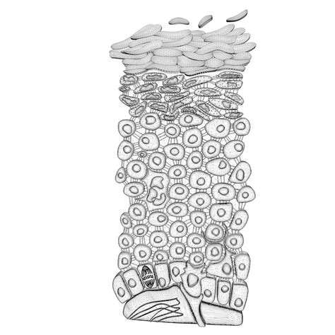 Epidermis Structure Cross Section 3d Model Epidermis Structure Cross Section 3d Model