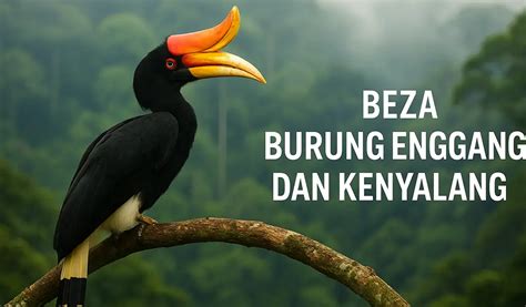 Beza Burung Enggang Dan Burung Kenyalang Egurumy