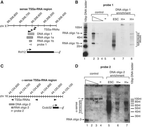 Divergent Transcription From Active Promoters Science