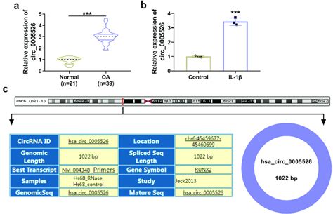 Circ 0005526 Was Upregulated In Oa A B Rt Qpcr Was Used For