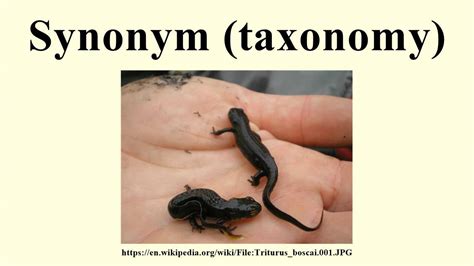 Synonym Taxonomy