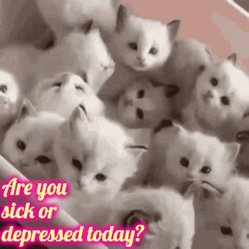Sick Kitten 