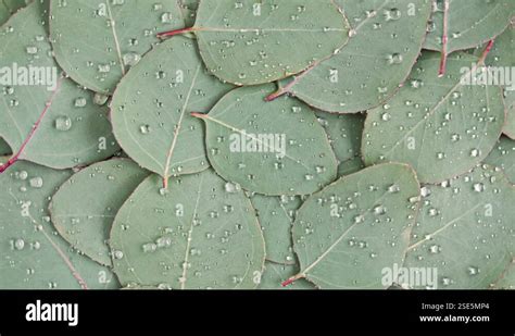Raindrop Texture Stock Videos And Footage Hd And 4k Video Clips Alamy
